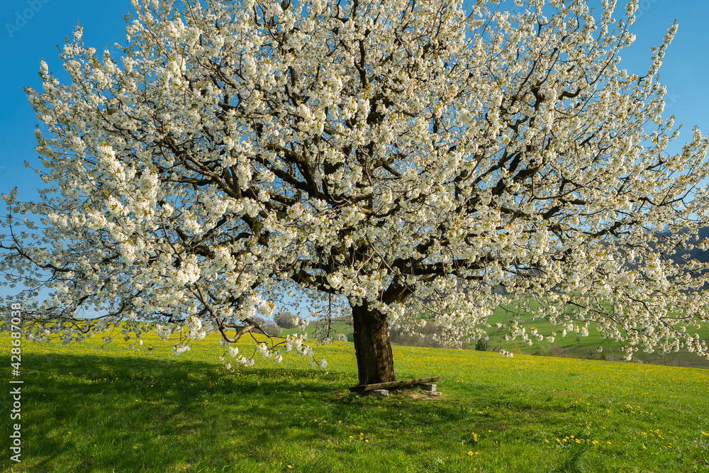 Blooming cherry tree in early spring on meadow on a background of blue ...
