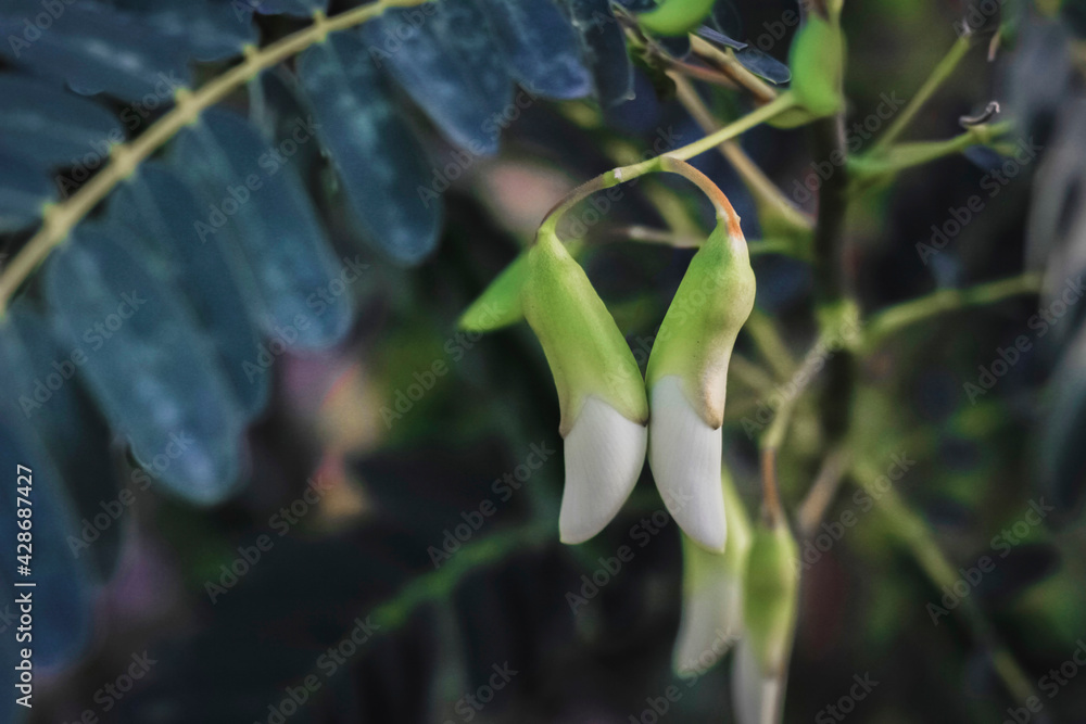 Turi flower (Sesbania grandiflora) is a small tree member of the ...