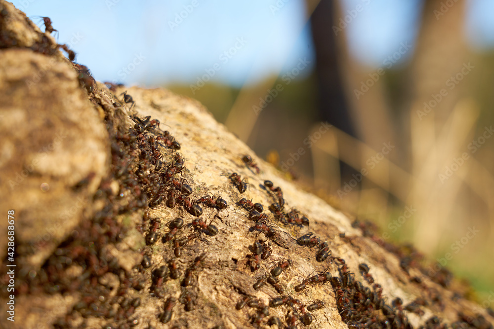 Red ants in the spring sun on a stone with a blurred background Stock ...