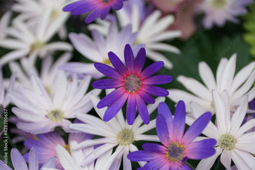 The blue color of Hybrid Cineraria flowers 'Sunsenegonana', also known ...