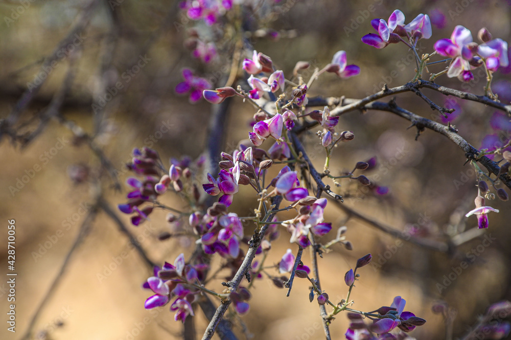 Flowers an ironwood tree (Olneya tesota). Flower purple color, white ...