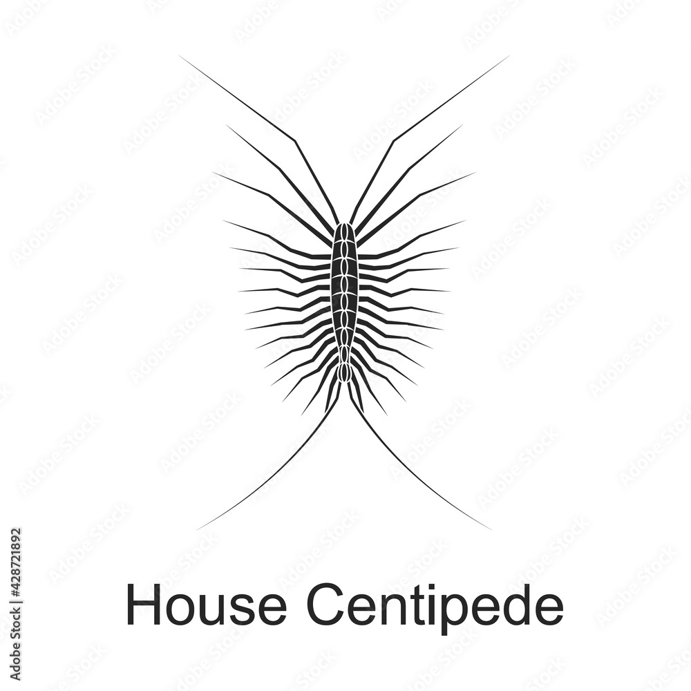 House centipede vector black icon. Vector illustration pest insect ...
