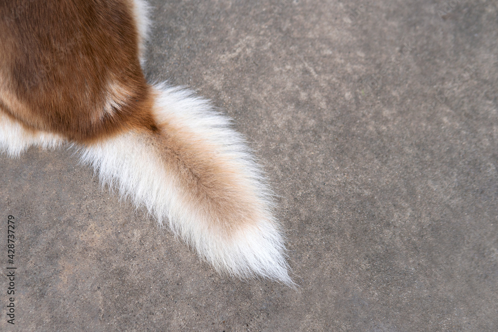Poster, Foto Closeup top view copper Siberian husky tail on concrete or ...