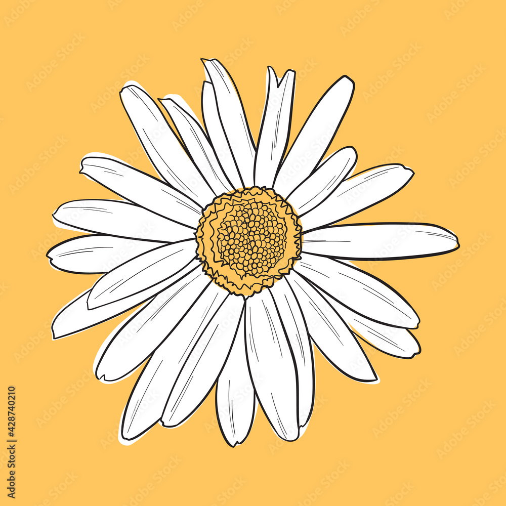 Chamomile Flower Drawing