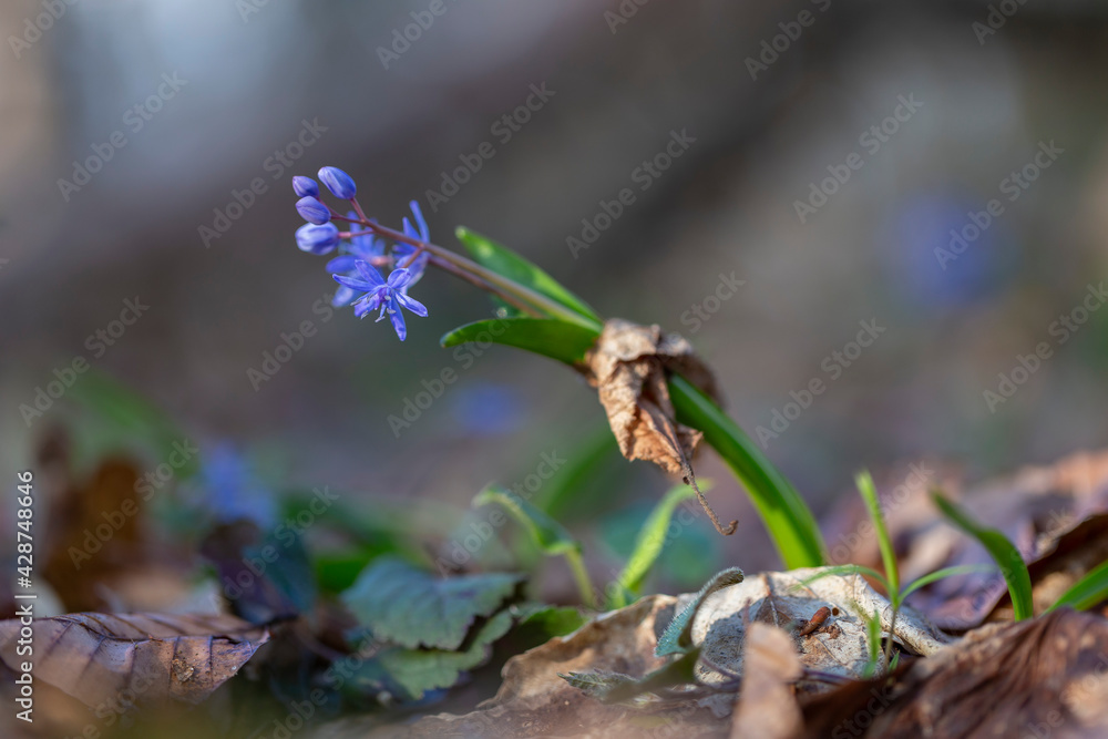Scilla bifolia, the alpine squill or two-leaf squill, is a herbaceous ...