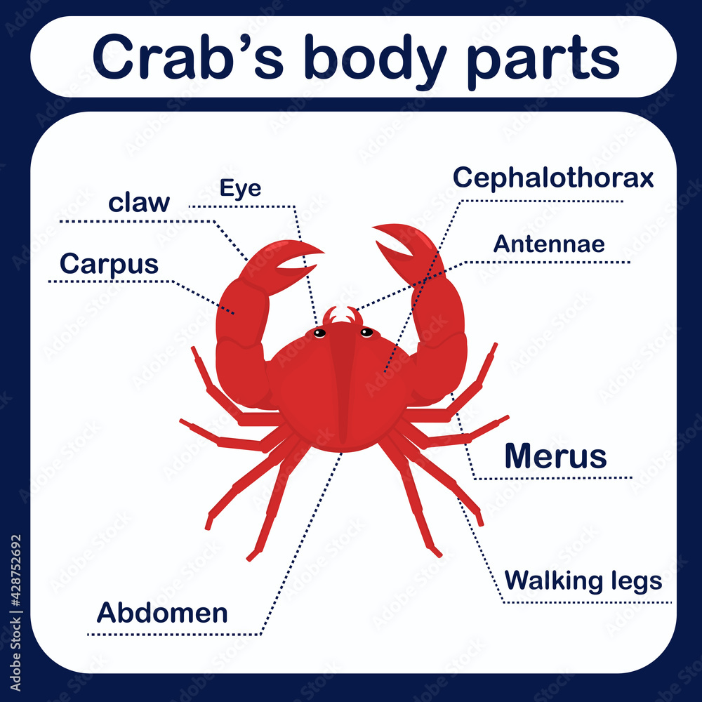 educational vector illustration with crab body parts Stock Vector ...