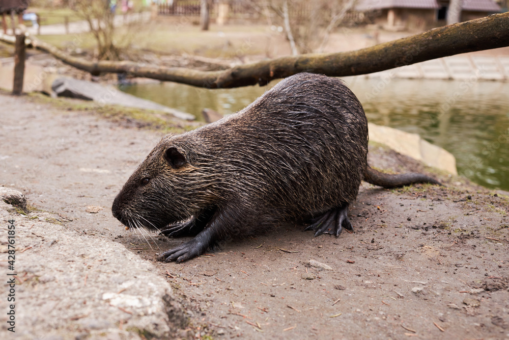 Coypu (also known as nutria) walking along along the bank of the lake ...