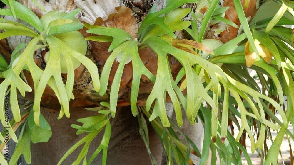 Elkhorn staghorn fern green leaves. Exotic tropical amazon jungle ...
