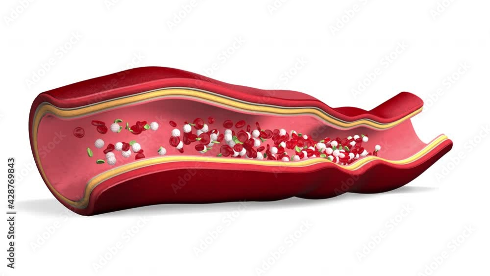 Bloodstream, red blood cells, erythrocytes, white blood cells and ...