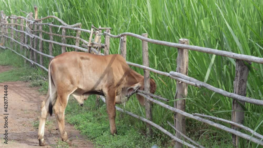 A young brown bull is grazing grasses, planted on a land for raising ...