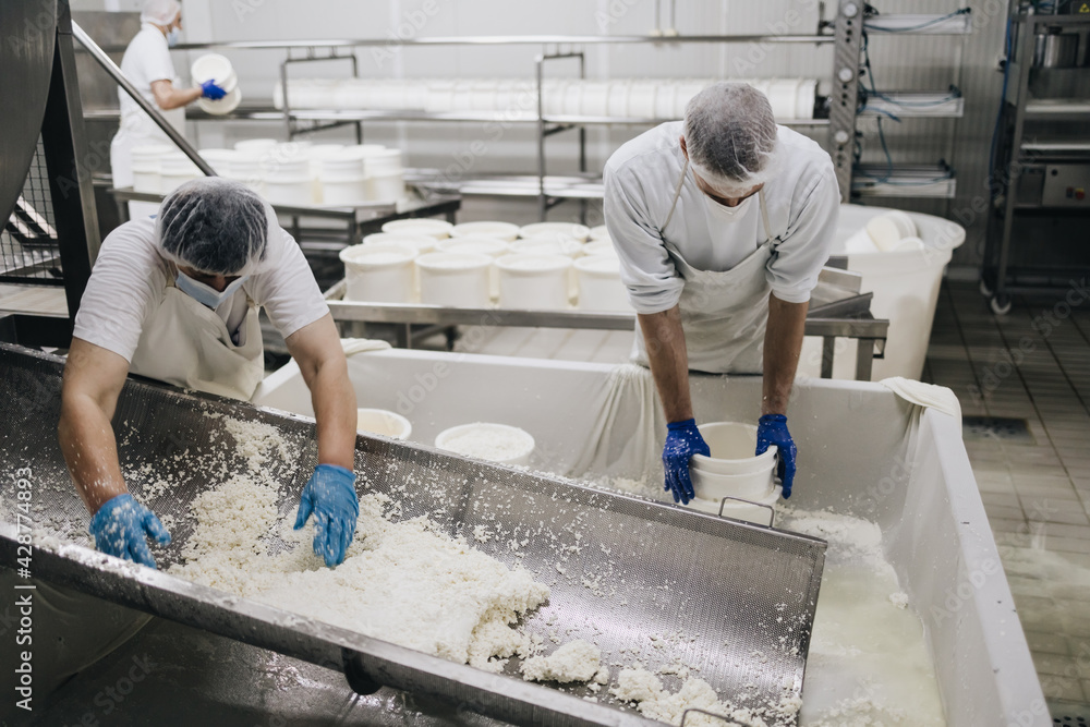 Manual workers in cheese and milk dairy production factory. Traditional ...
