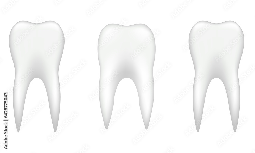 Dental model of premolar tooth as a concept of dental examination teeth ...