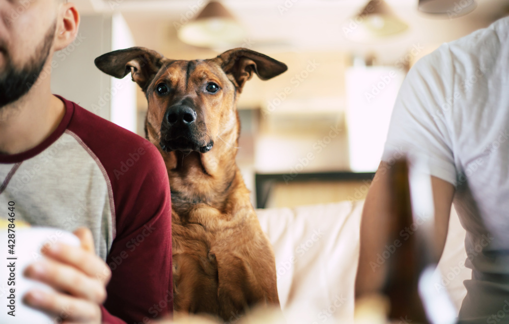 Funny dog watching TV with two friends on the couch Stock Photo | Adobe ...
