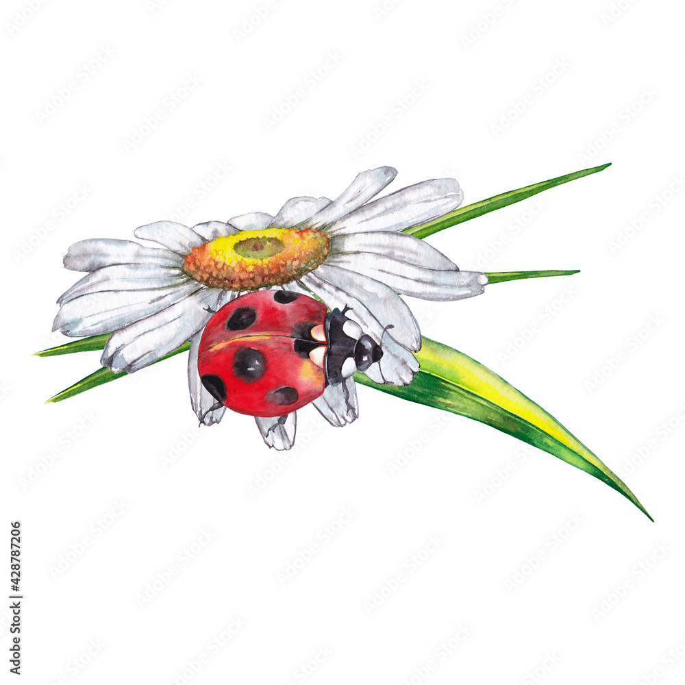 Big red ladybug on white daisy flower with green grass. Realistic cute ...