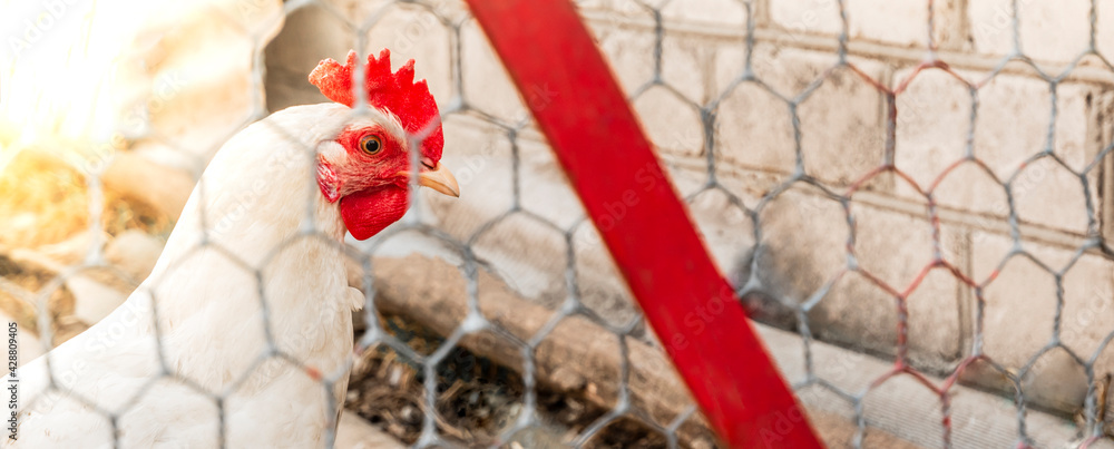 Young white chicken. Looks through the wire netting. Chicken behind a ...