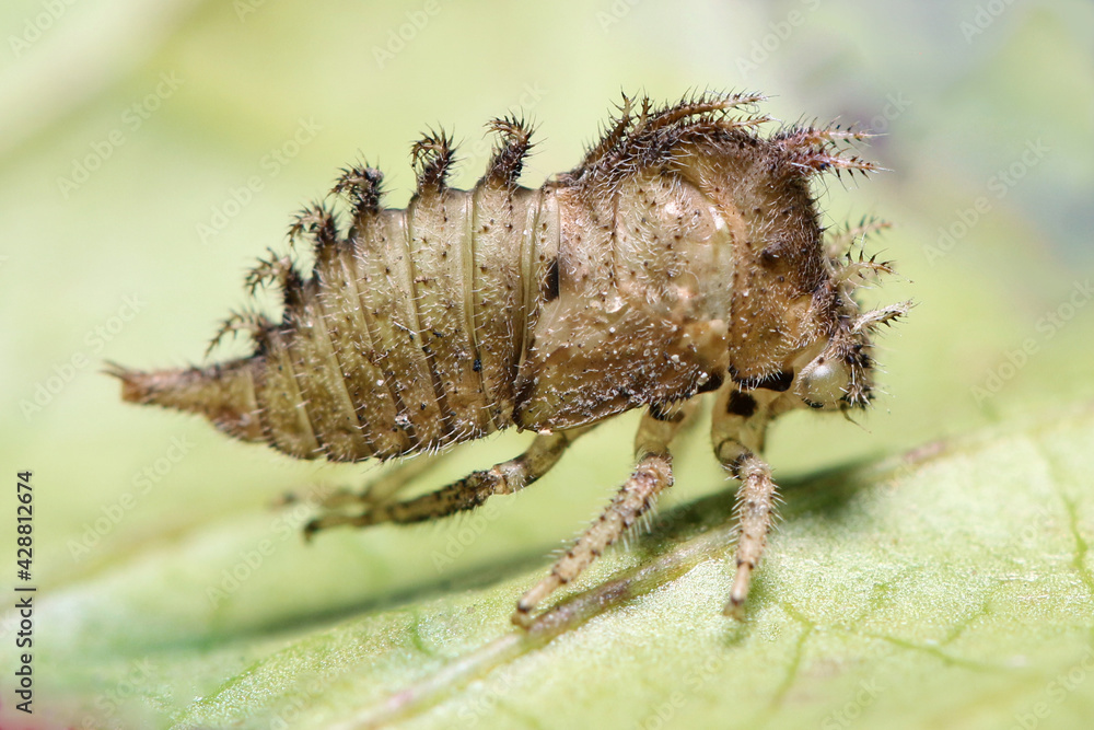 The larva of an insect with the name of the buffalo treehopper. The ...