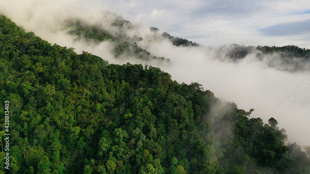 Aerial view of a rainforest in the lush green rain cloud cover tropical ...
