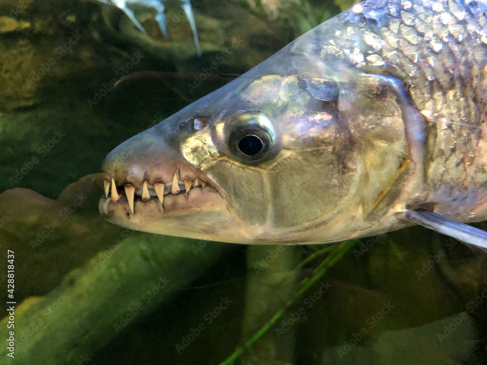 Fish smiling and showing their teeth to a spearfisher underwater, while ...
