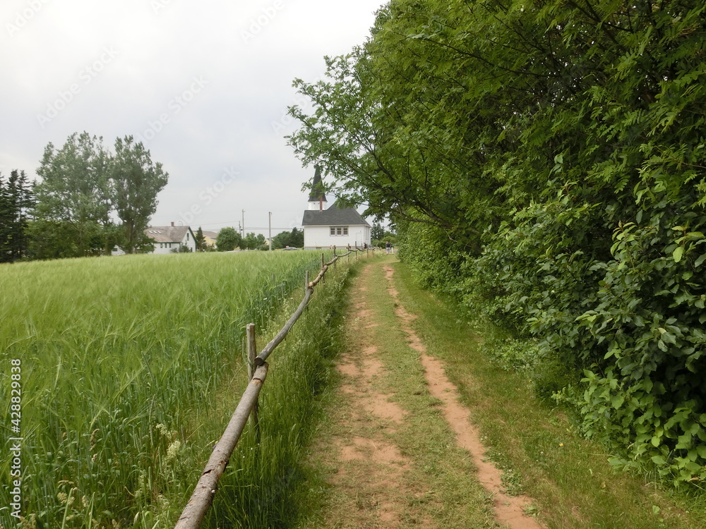 Countryside rural forest path in the field with trees and grass on the ...