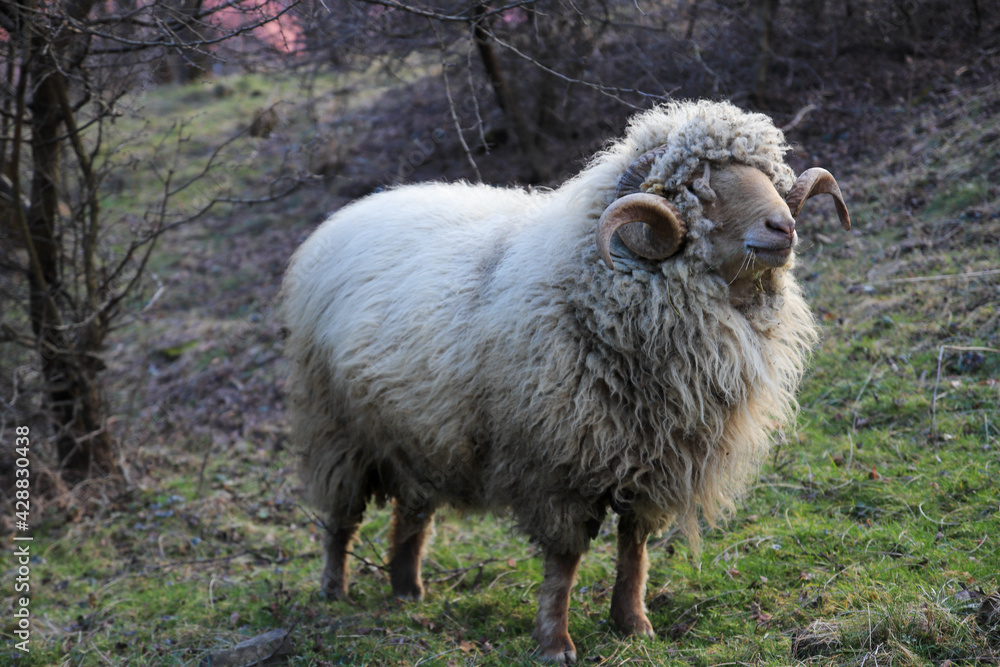 Full body view of a large male ram standing on a green grass field ...
