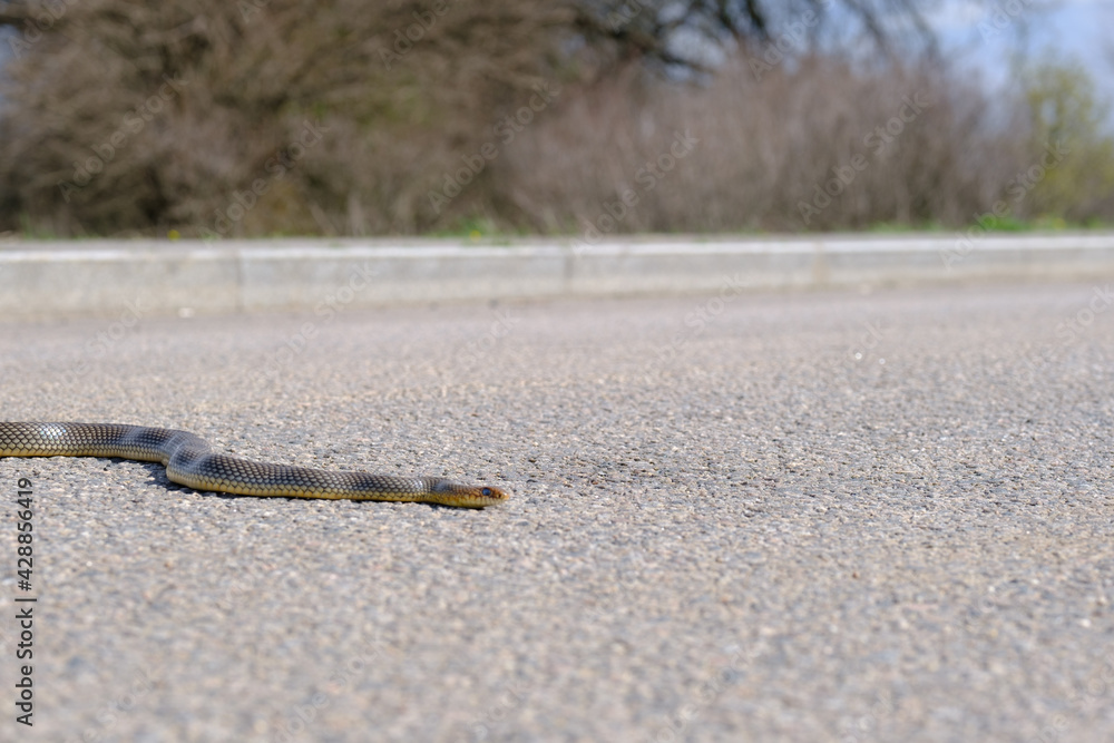 Snake Crossing road. Snake in nature. Dice snake crawling on asphalt ...