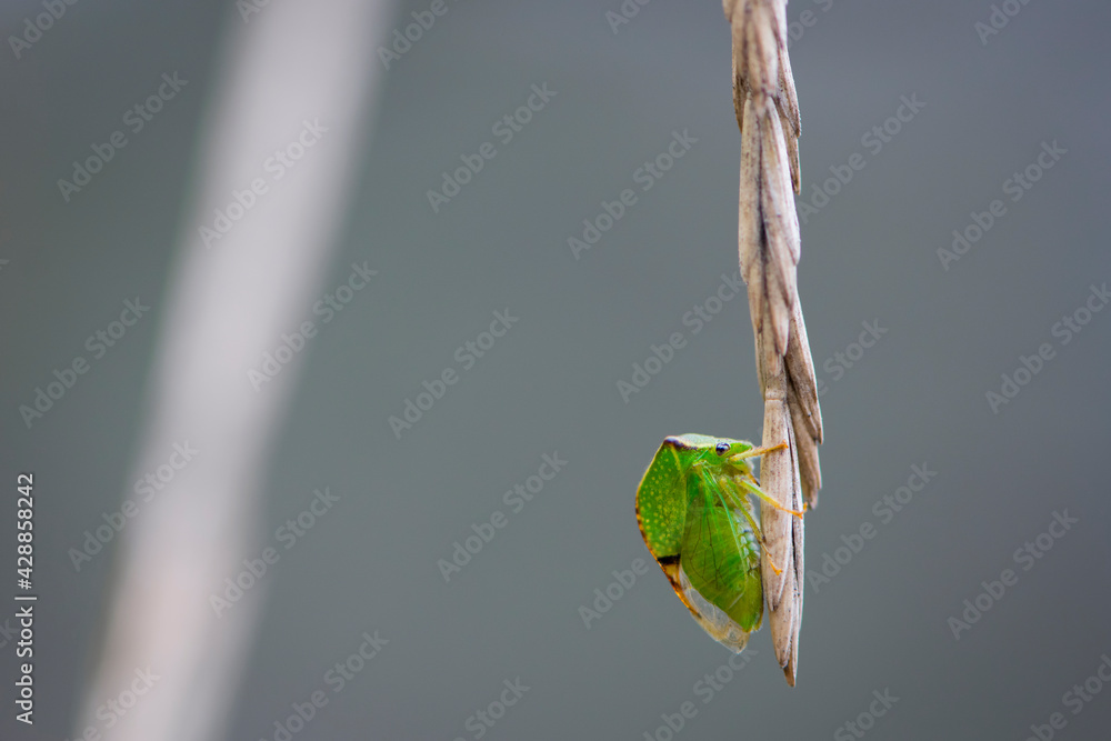 buffalo cicada, green cicada horned. Picture of a cicada up close ...
