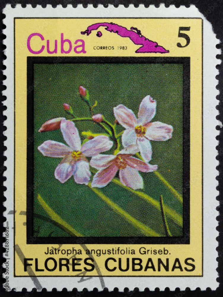 Postage stamp of 'Jatropha angustifolia' printed in Republic of Cuba ...