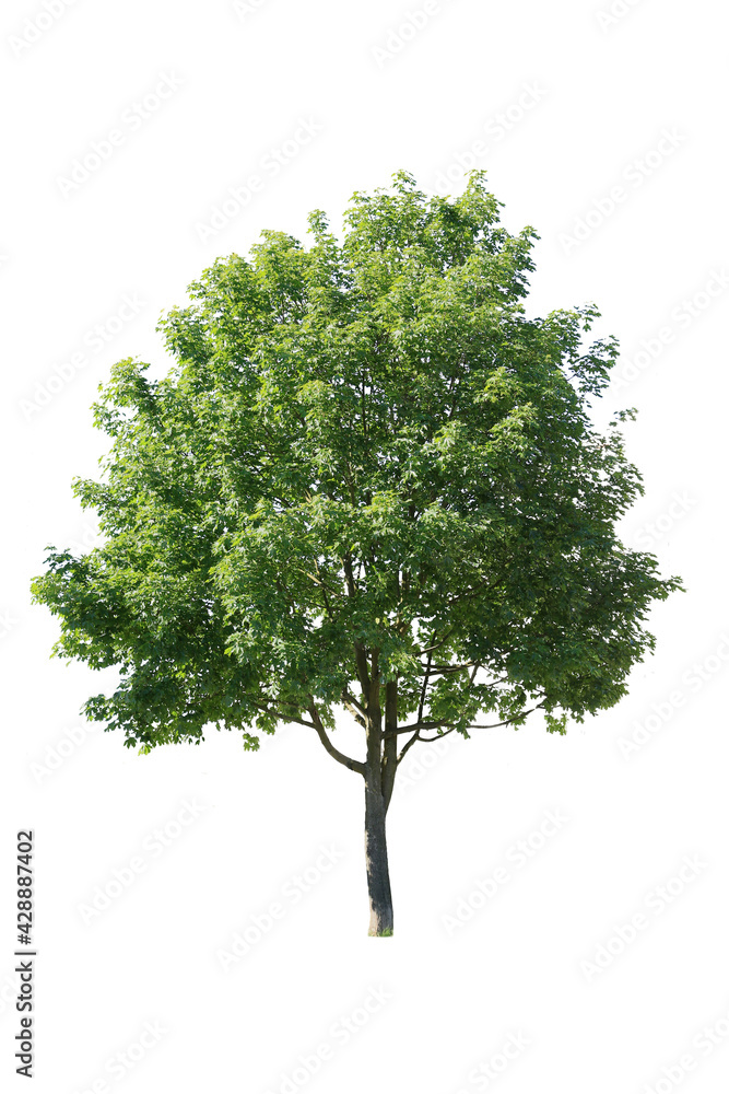 Fraxinus velutina, the velvet ash, tree isolated on white background ...