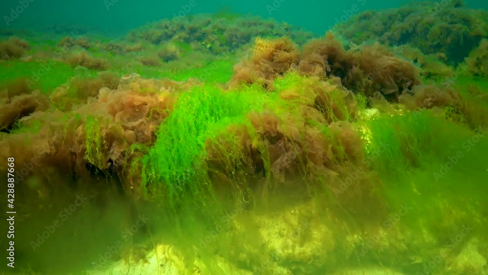 Macrophytes, Red and Green algae (Ceramium, Cladophora, Ulva ...