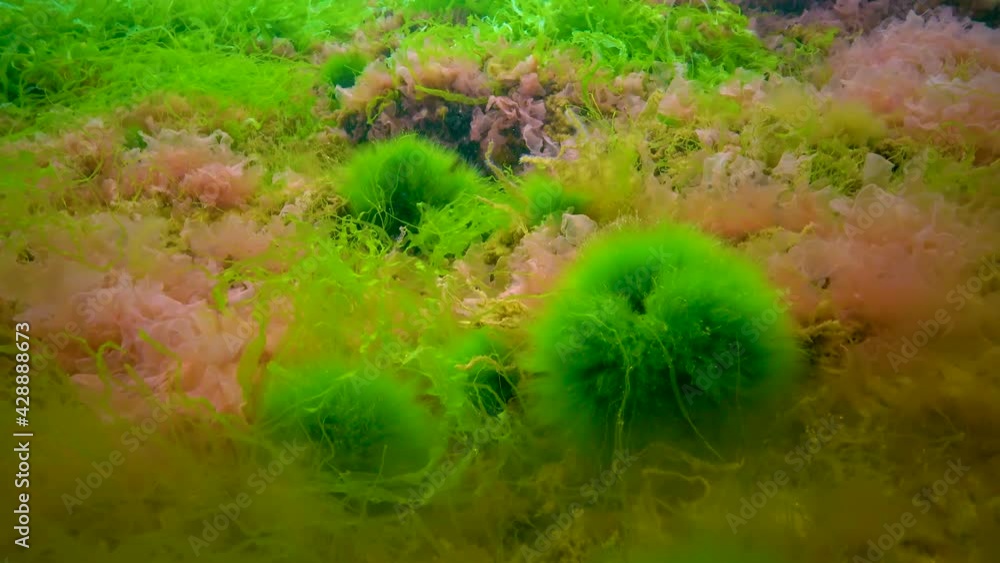 Macrophytes, Red and Green algae (Ceramium, Cladophora, Ulva ...
