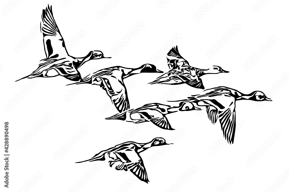 Northern pintail duck flock in flight vector illustration Stock Vector ...