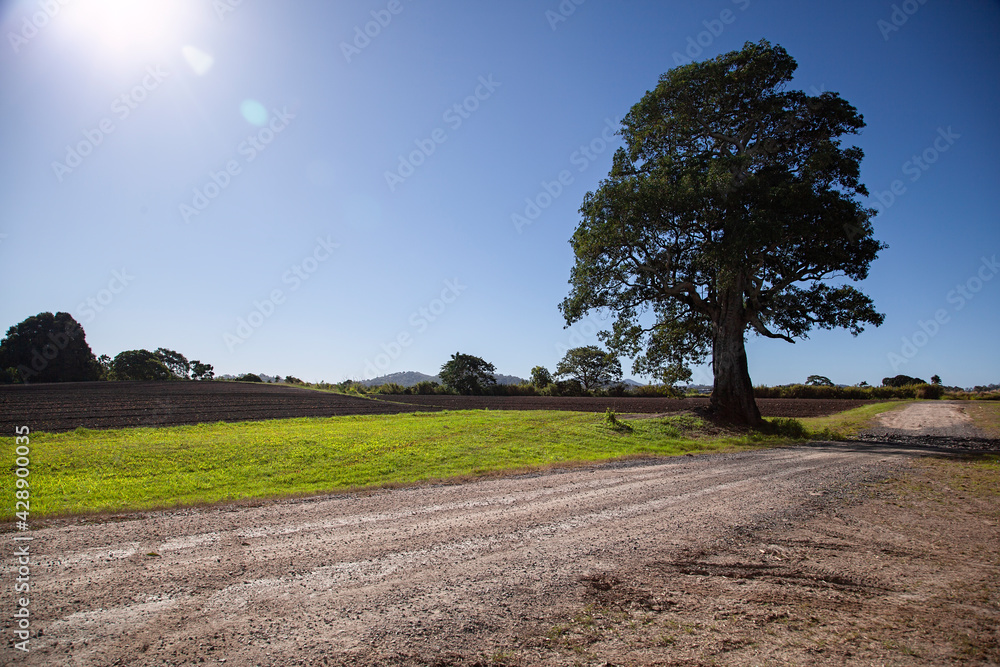 Single large gum tree at the edge of a gravel road with ploughed fields ...
