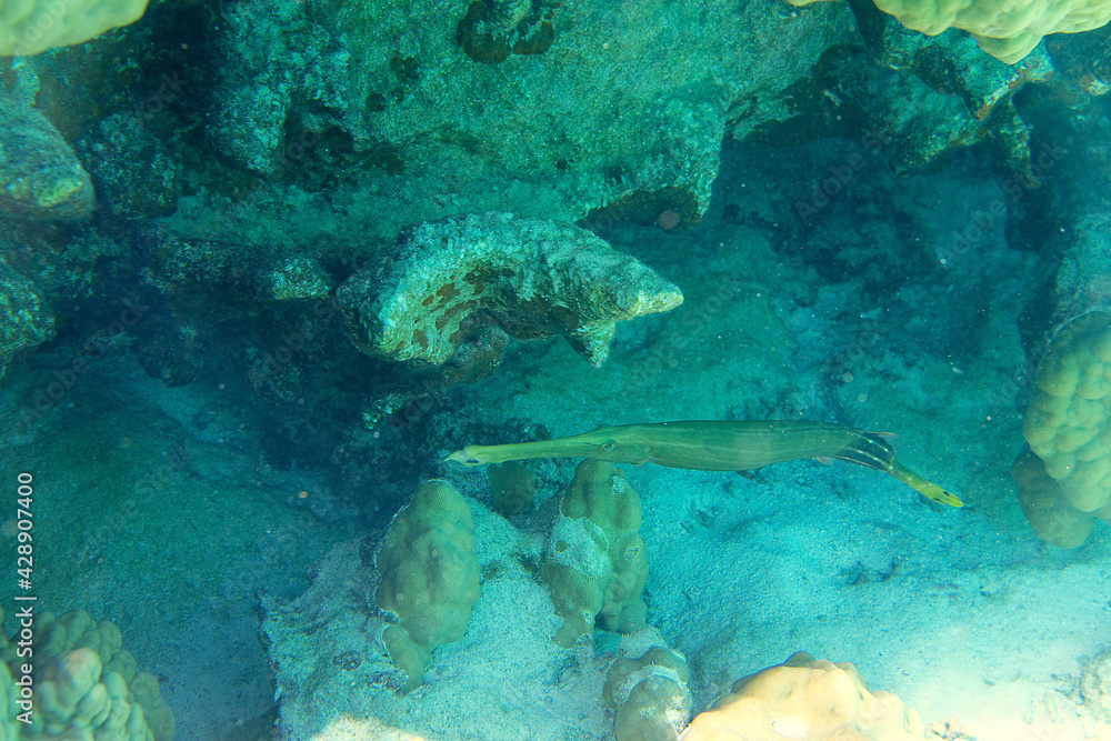 poissons et coraux dans le lagon de Bora Bora, Polynesie francaise ...