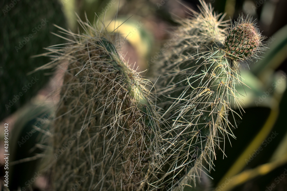 detalle de las espinas de un nopal, cactus, cactacea, México Stock ...