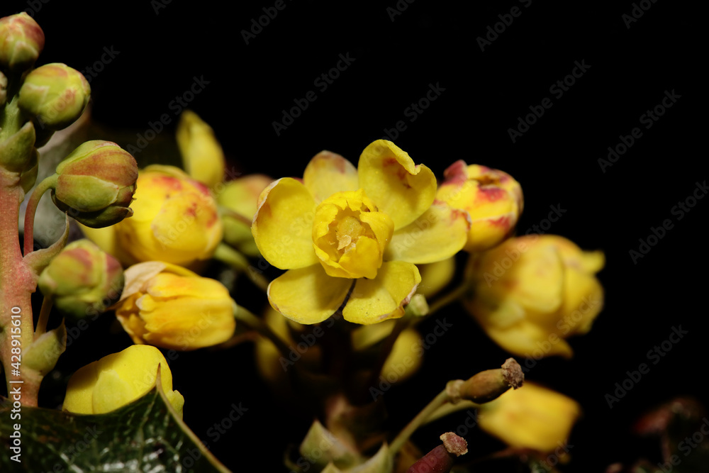 Berberidaceae