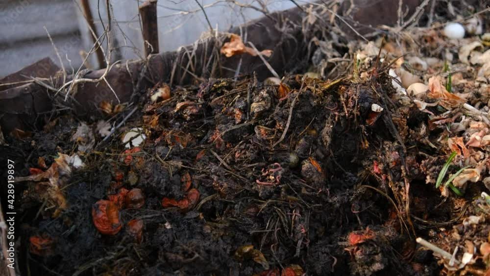 Decomposing compost for fertilizer with earthworms in the garden. Worms ...