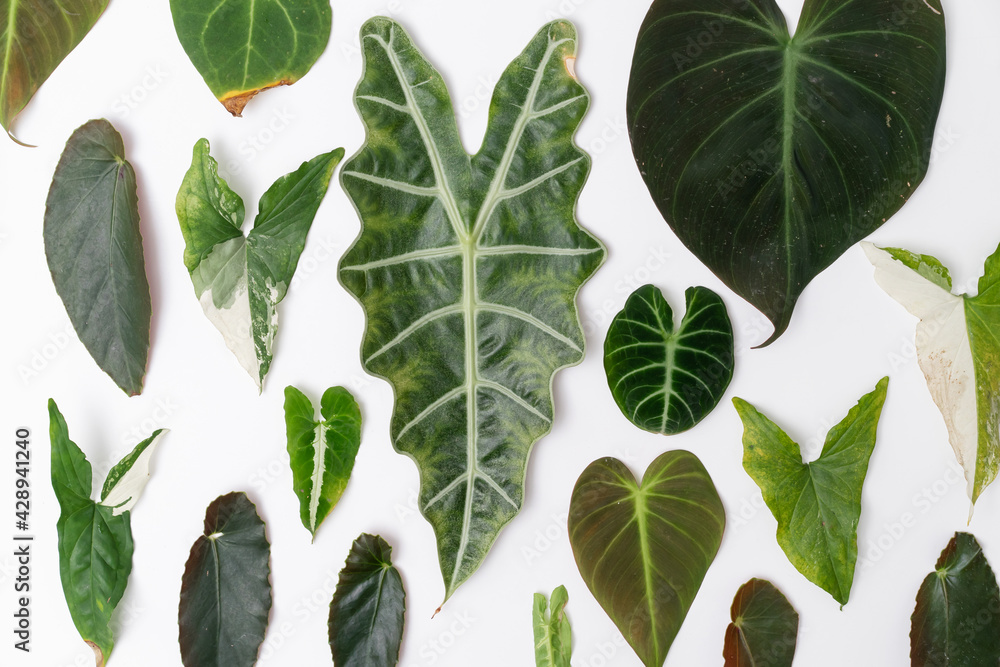 Leaf cutting from various plant arrange neatly with isolated white ...