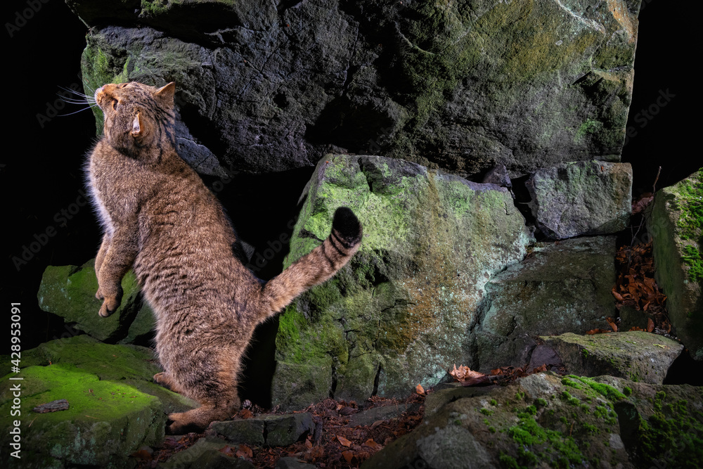 European wildcat in beautiful nature habitat. Very rare and endangered ...