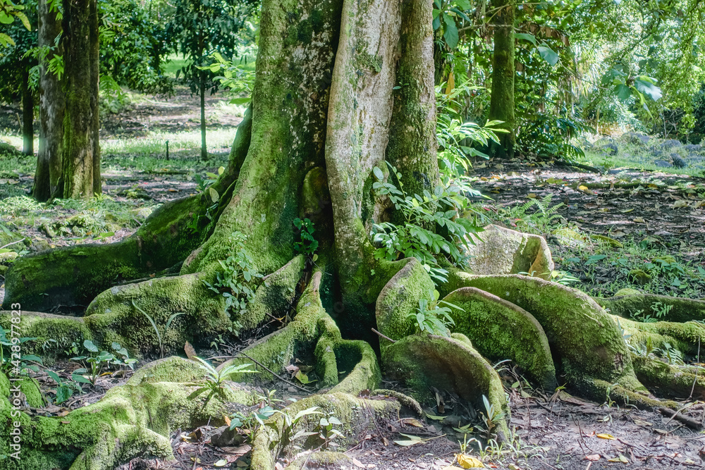 Baumstamm mit großen Wurzeln und Moos bedeckt Stock-Foto | Adobe Stock