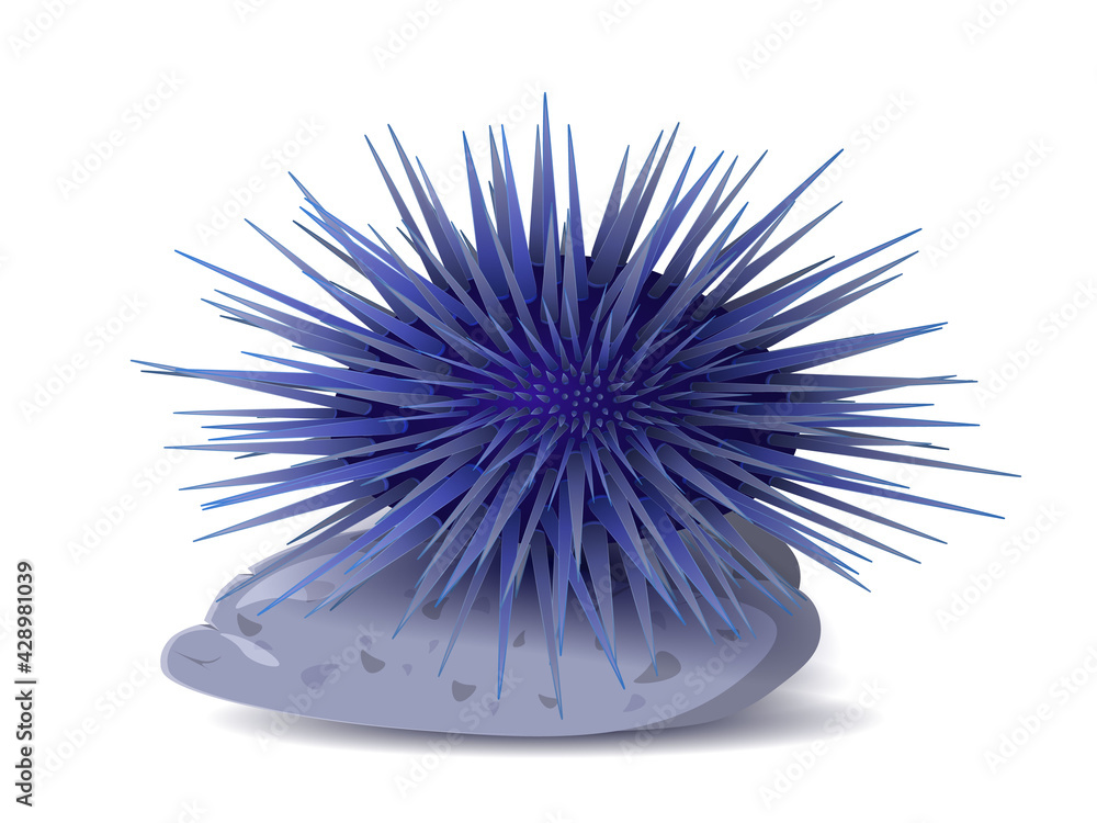 Sea hedgehogs or urchin of blue color. Sea urchin illustration, drawing ...