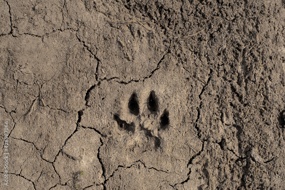 A dog's trail on the dry and cracked ground. Pattern with cracks on the ...