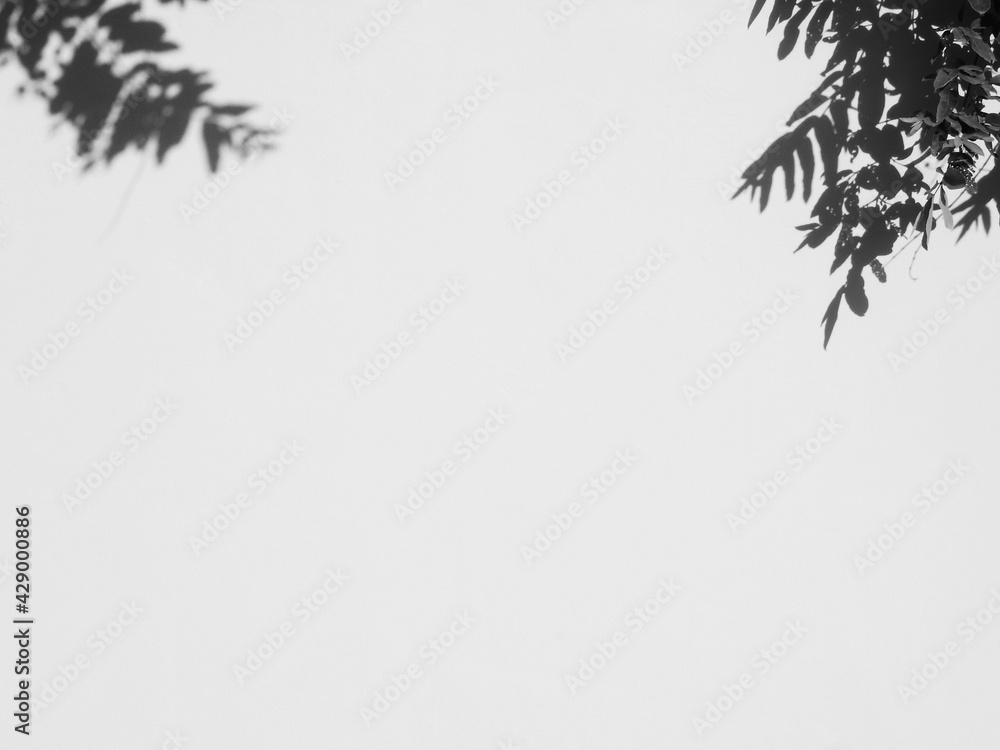 shadow of tree on white wall background Stock Photo | Adobe Stock