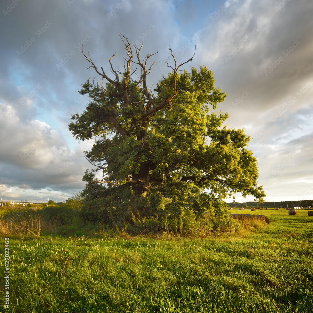 Ancient half dead, half living mighty oak tree, dramatic sunset clouds ...