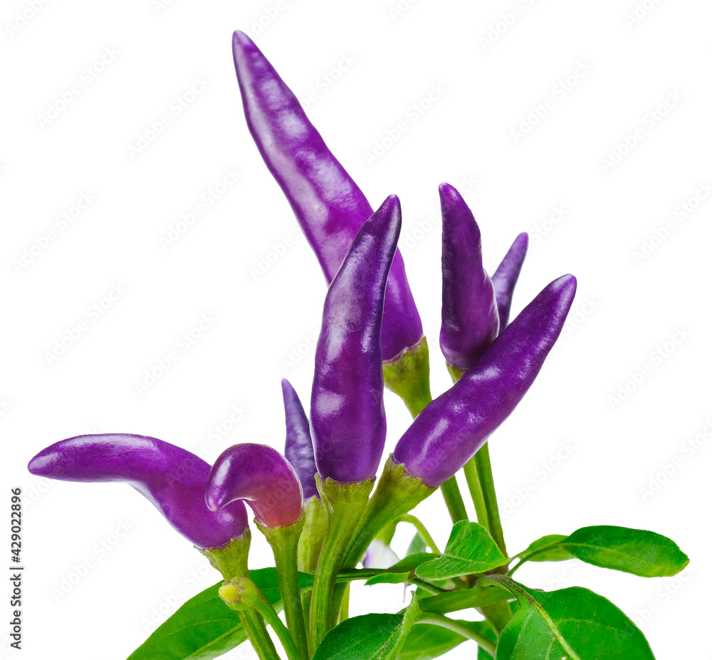 Purple chilli isolated on white background Stock Photo | Adobe Stock