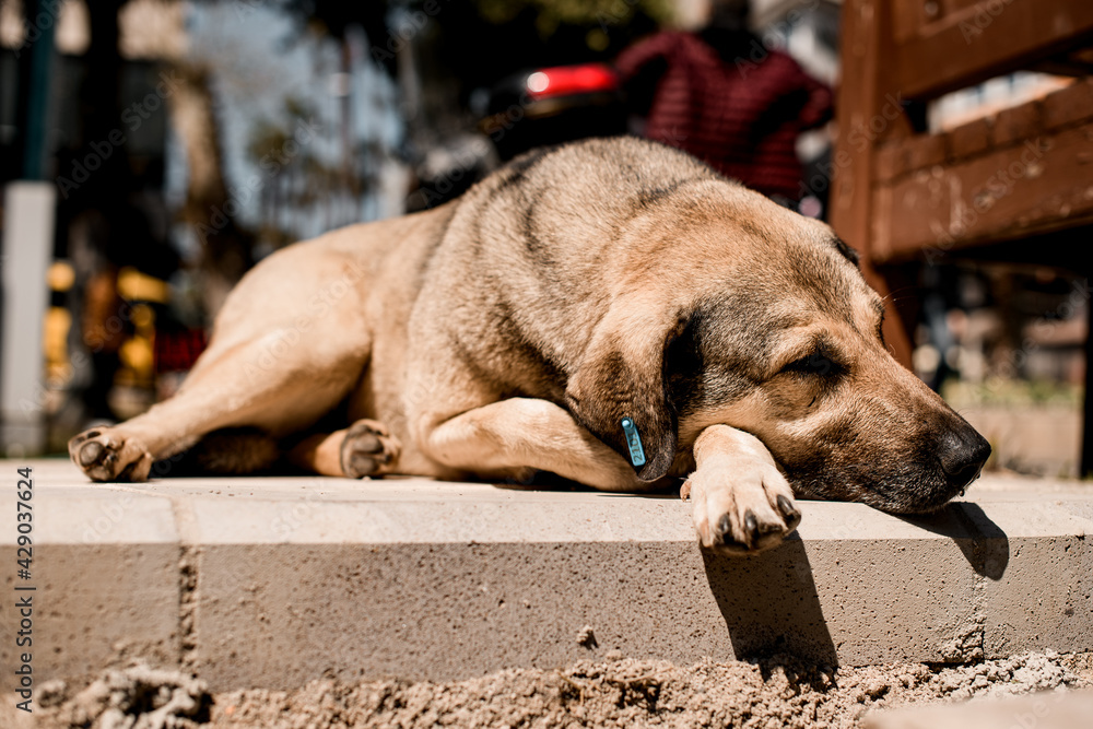 cute big stray dog lies with closed eyes on the street Stock Photo ...