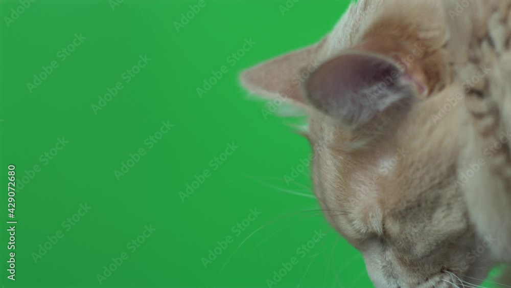 Close up footage of cat over green screen, chroma key Stock-Video ...
