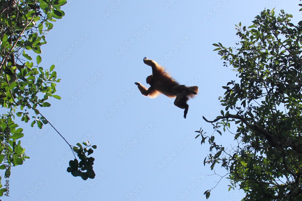 Howler monkey (Alouatta guariba) jumps from a tree in the Amazon ...