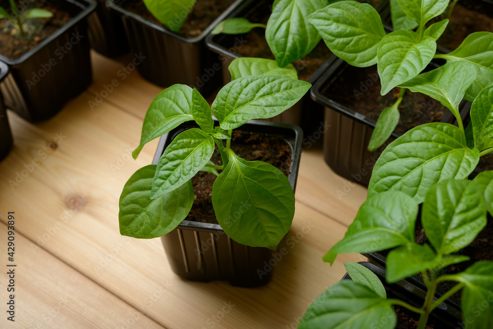 Seedlings of young garden greenhouse plants. Fruit or vegetable sprouts ...