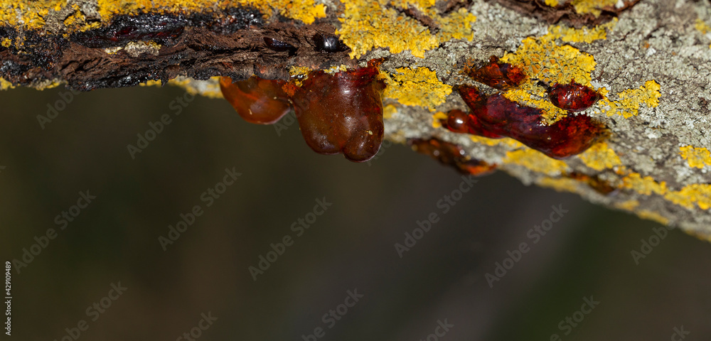 Formation of resin from the juice of a cherry tree.The tree was ...