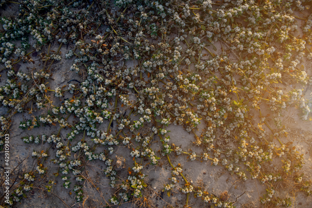 Khakiweed, Washerwoman, Sessile joyweed or Smooth chaff flower ...
